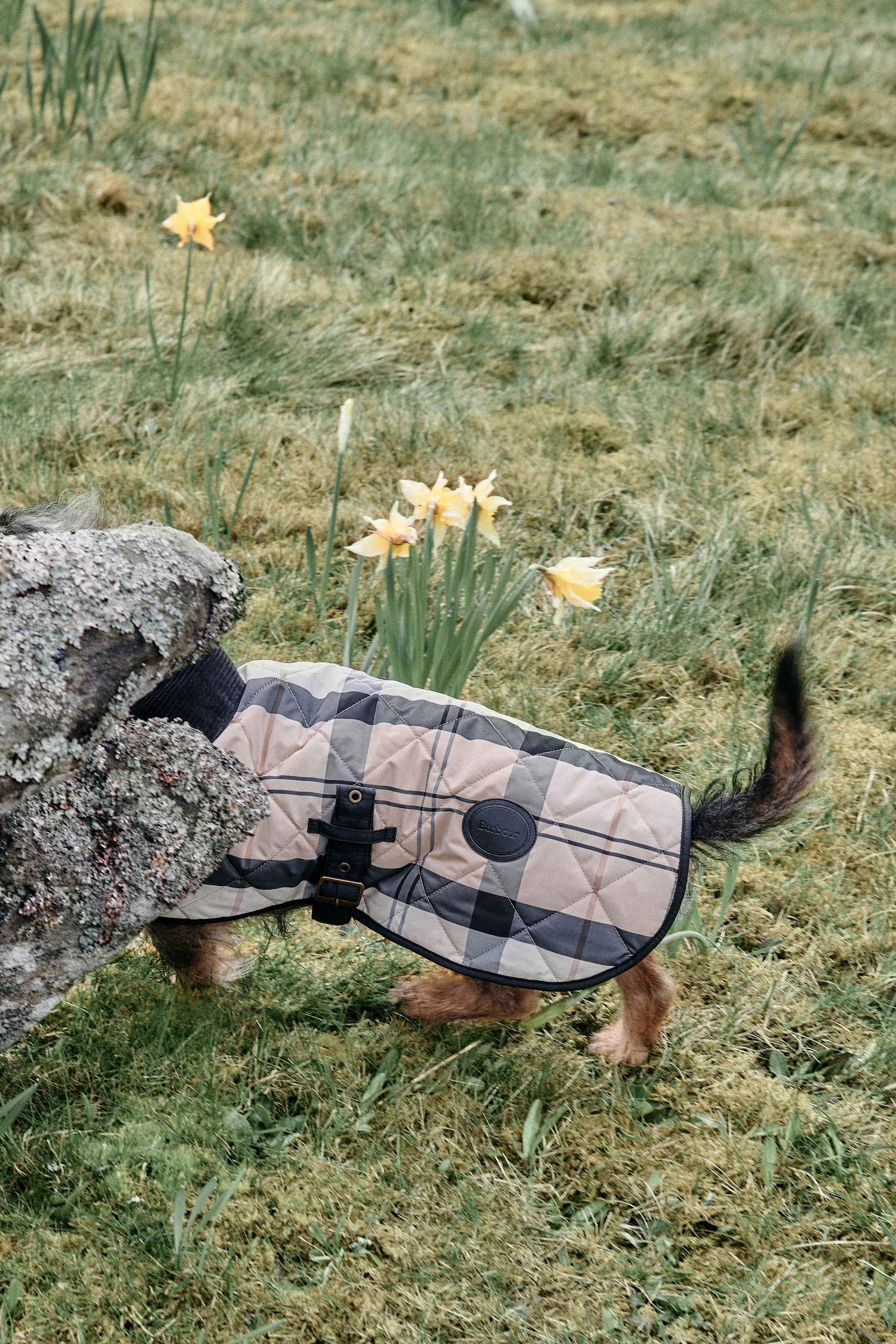 Dogs – Barbour NZ